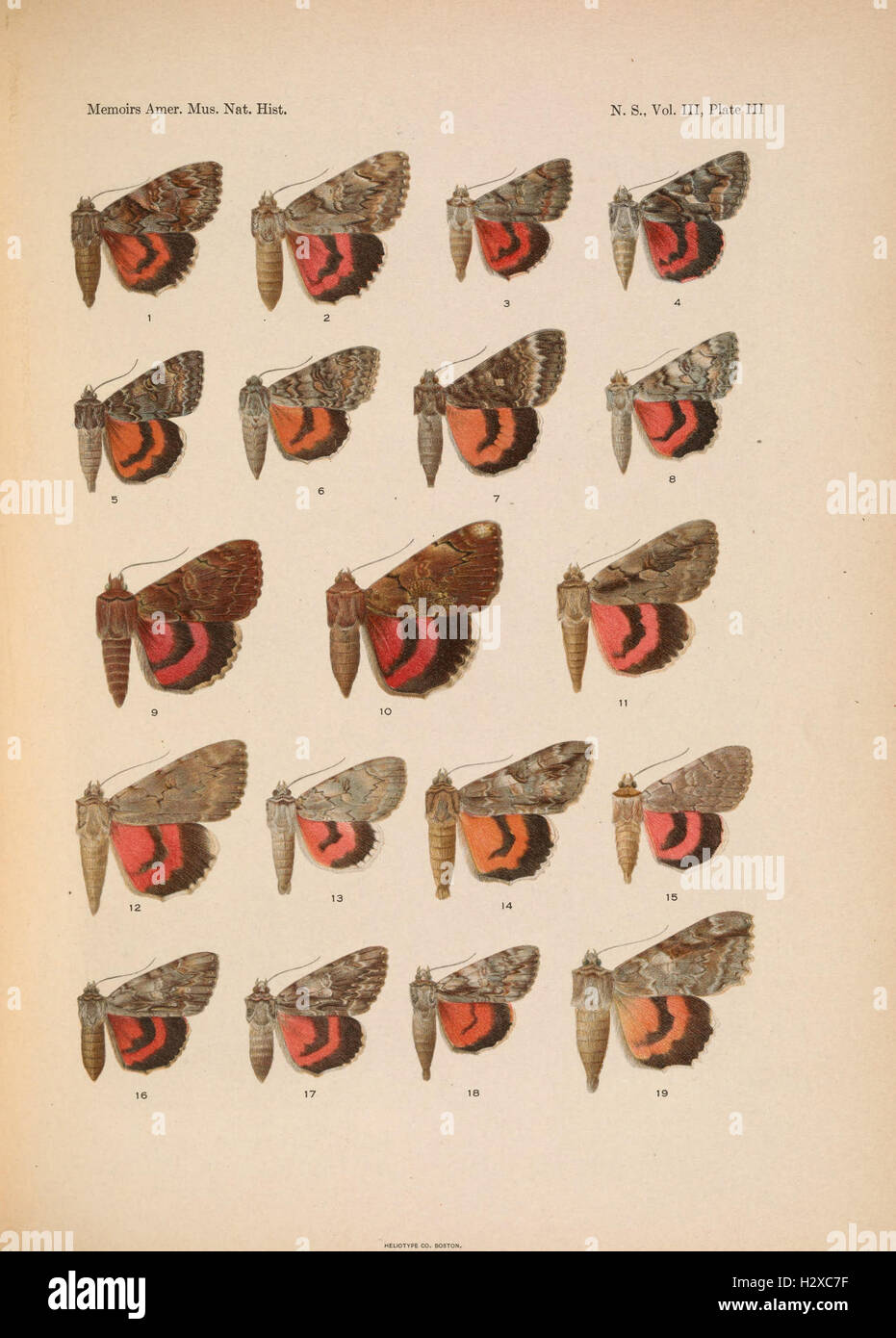 A detailed exploration of the North American species of the genus ...