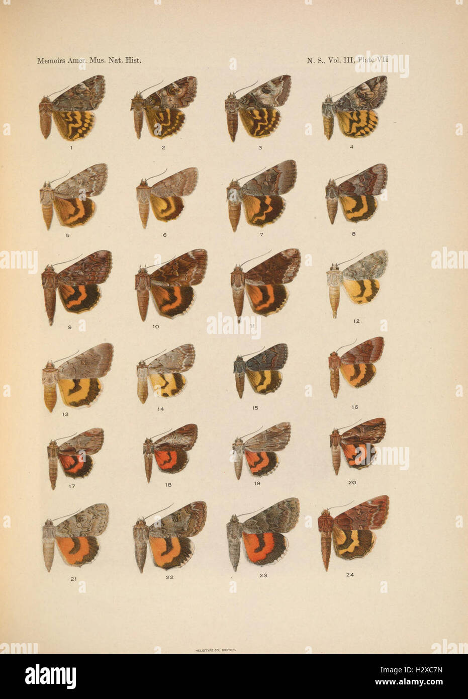 Illustration features various species of moths hi-res stock photography ...