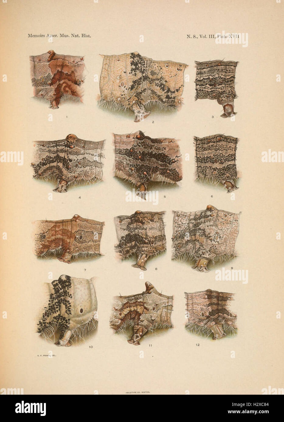 This illustration showcases various species from the genus Catocala ...