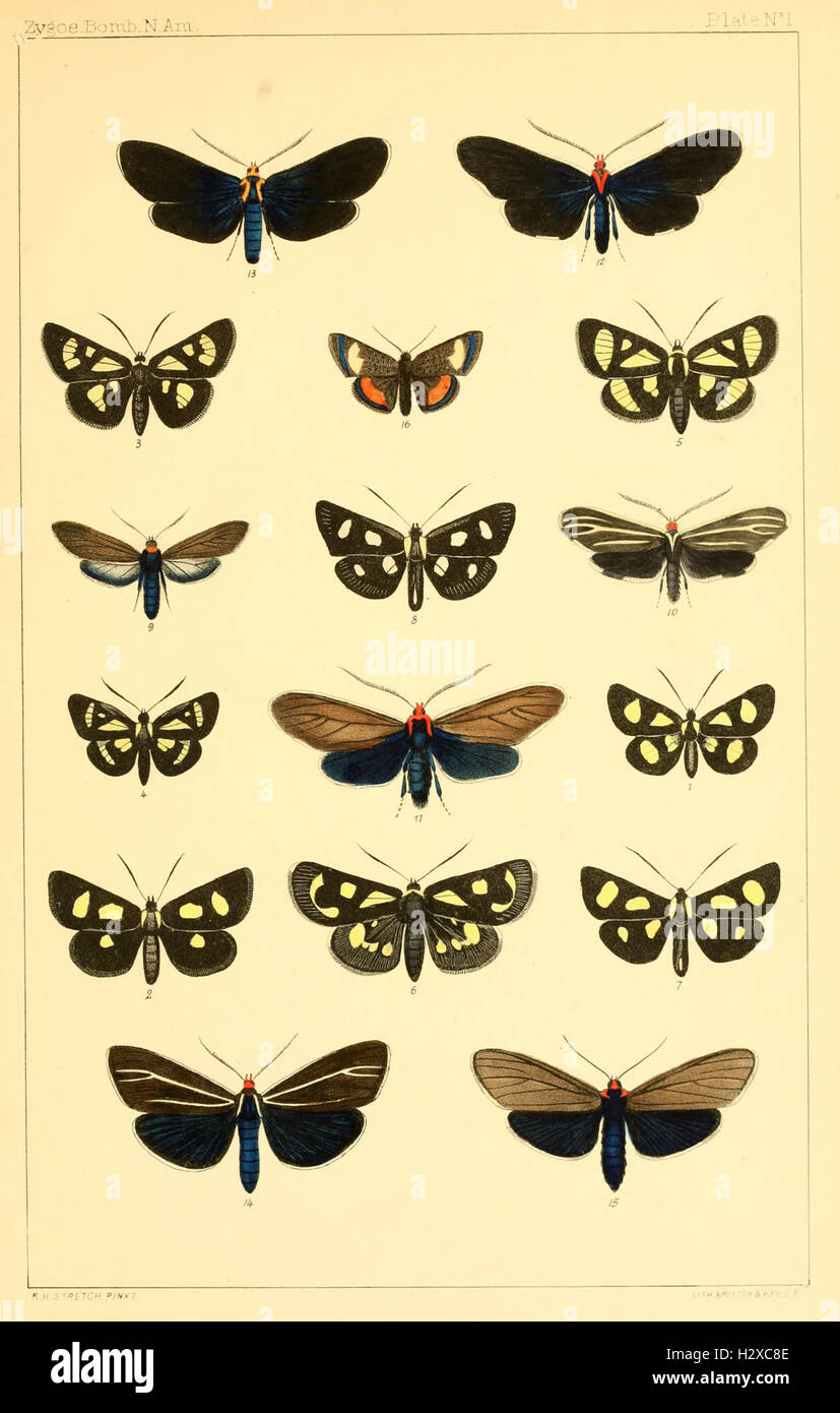 This work illustrates Zygénidés and Bombycidés moth species of North ...