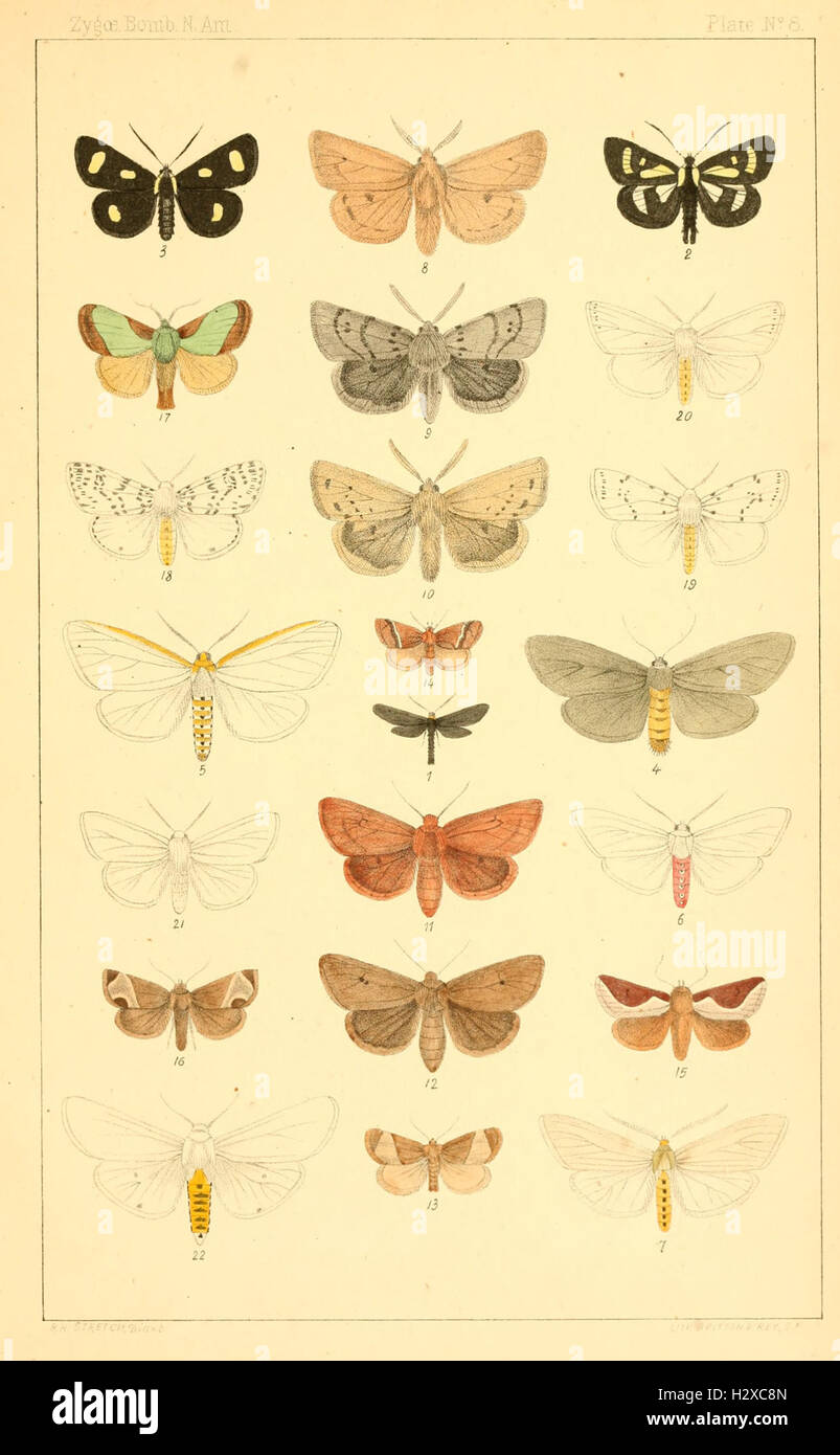 This work illustrates species from the Zygænidæ and Bombycidæ families ...