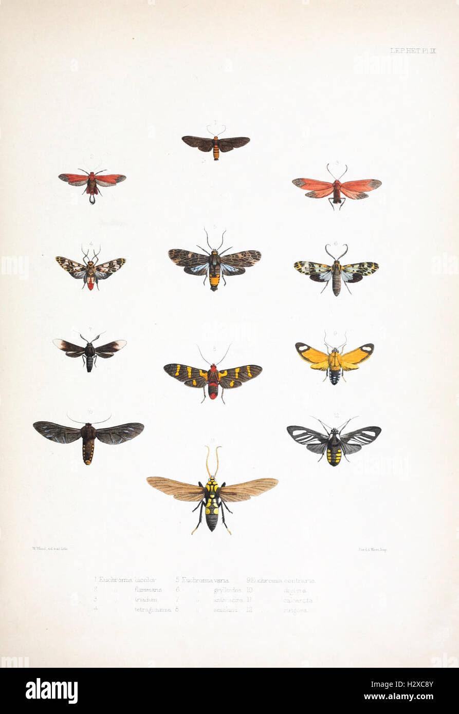 This work features illustrations of typical specimens of Lepidoptera ...