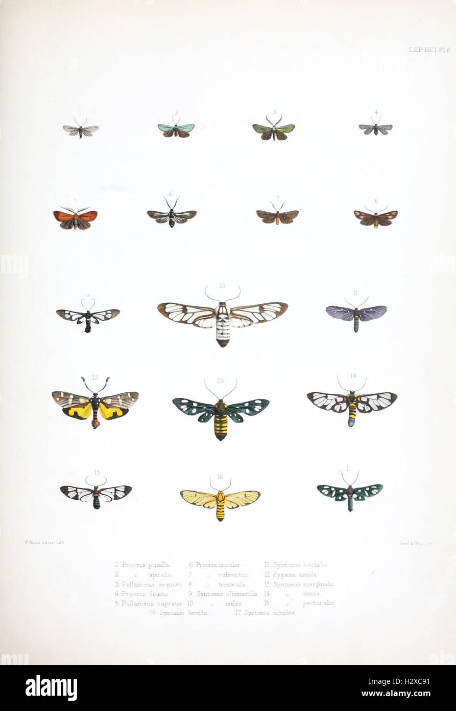 Illustrations typical specimens lepidoptera heterocera hi-res stock ...