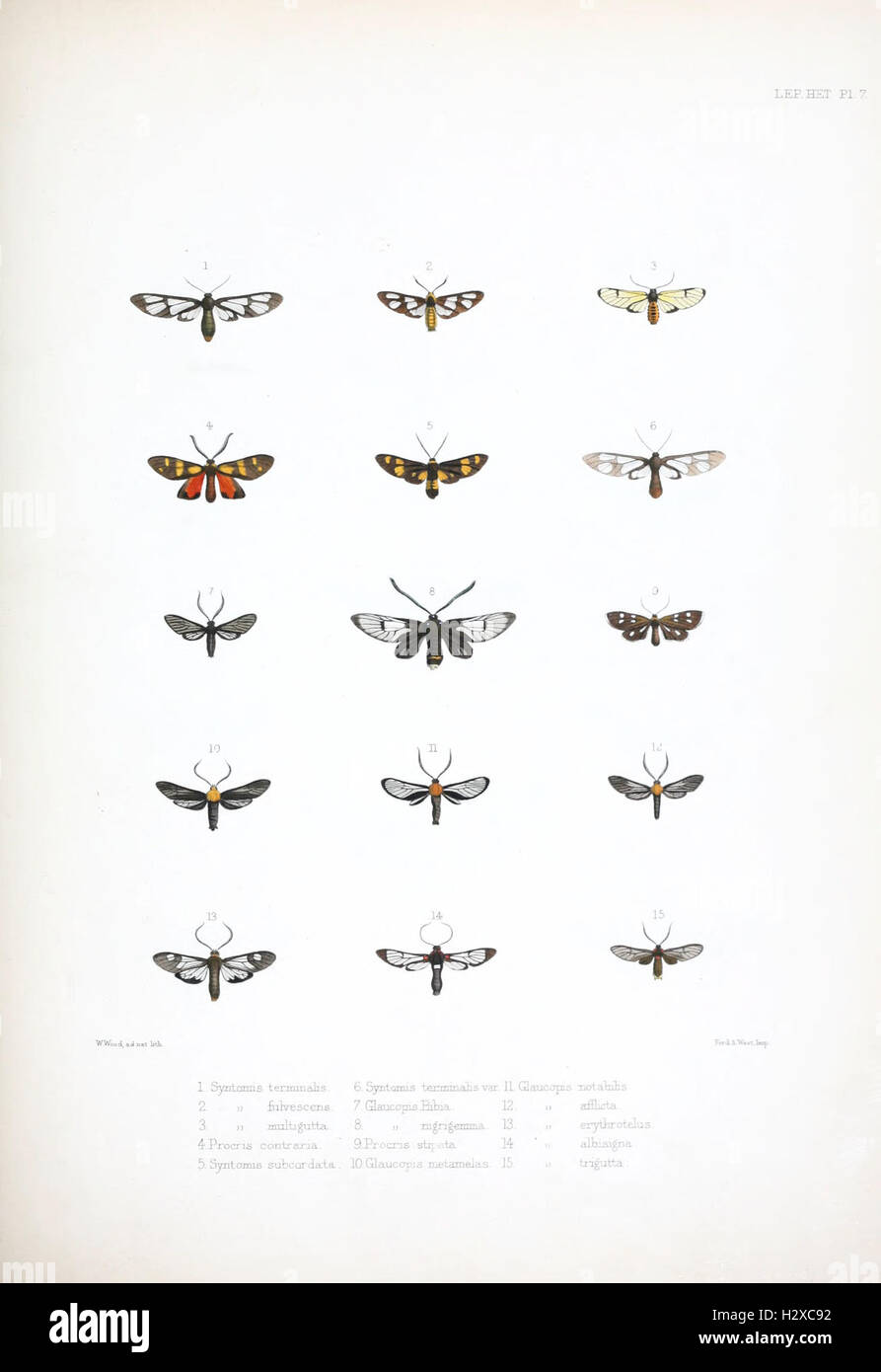 This publication presents illustrations of typical specimens of the ...
