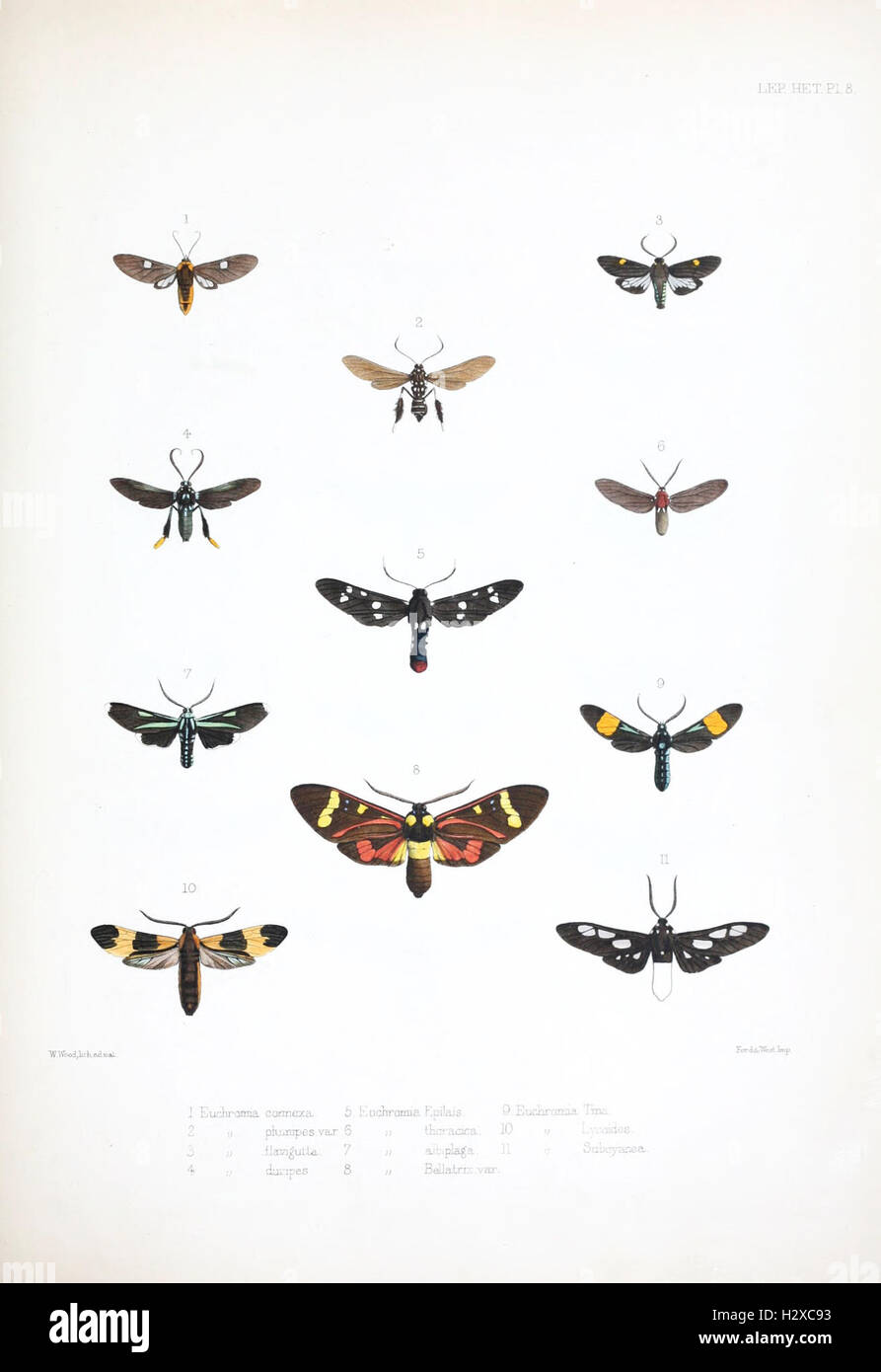 This publication showcases typical specimens of Lepidoptera Heterocera ...