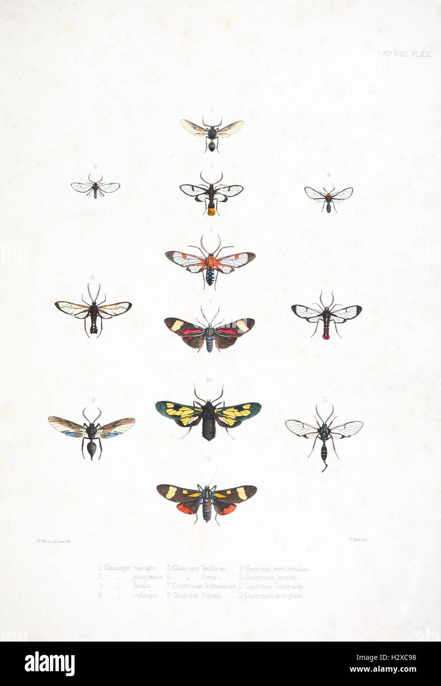 Illustrations of typical specimens of Lepidoptera Heterocera in the ...