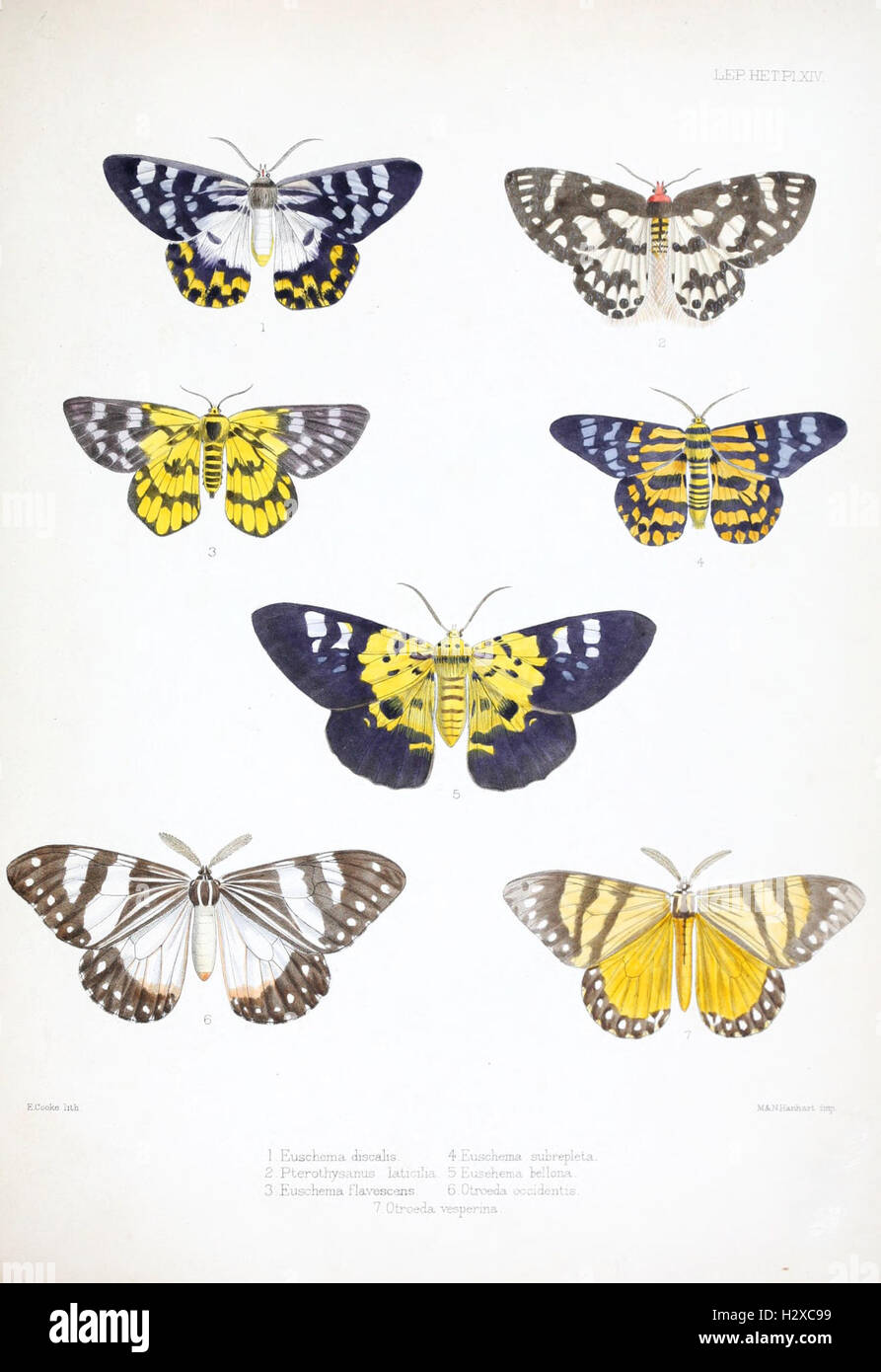 This plate, Pl. XIV, features illustrations of typical specimens of ...