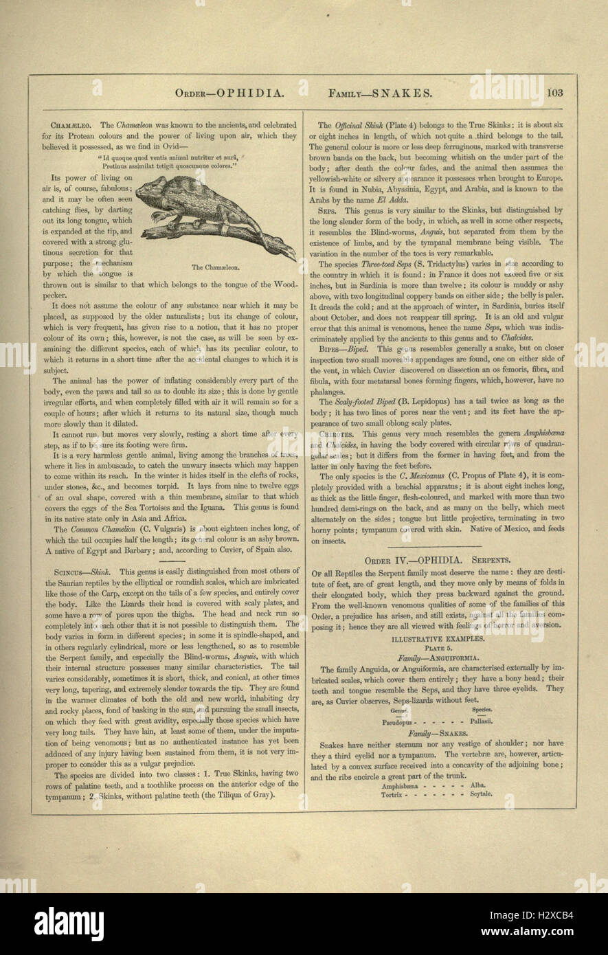 A collection of detailed illustrations depicting various animal species ...