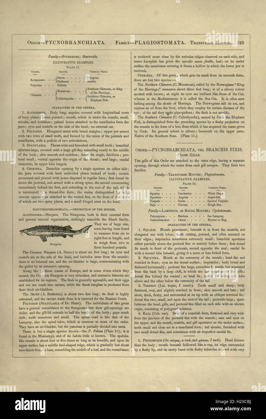 'Illustrations of Zoology' offers visual representations and detailed ...