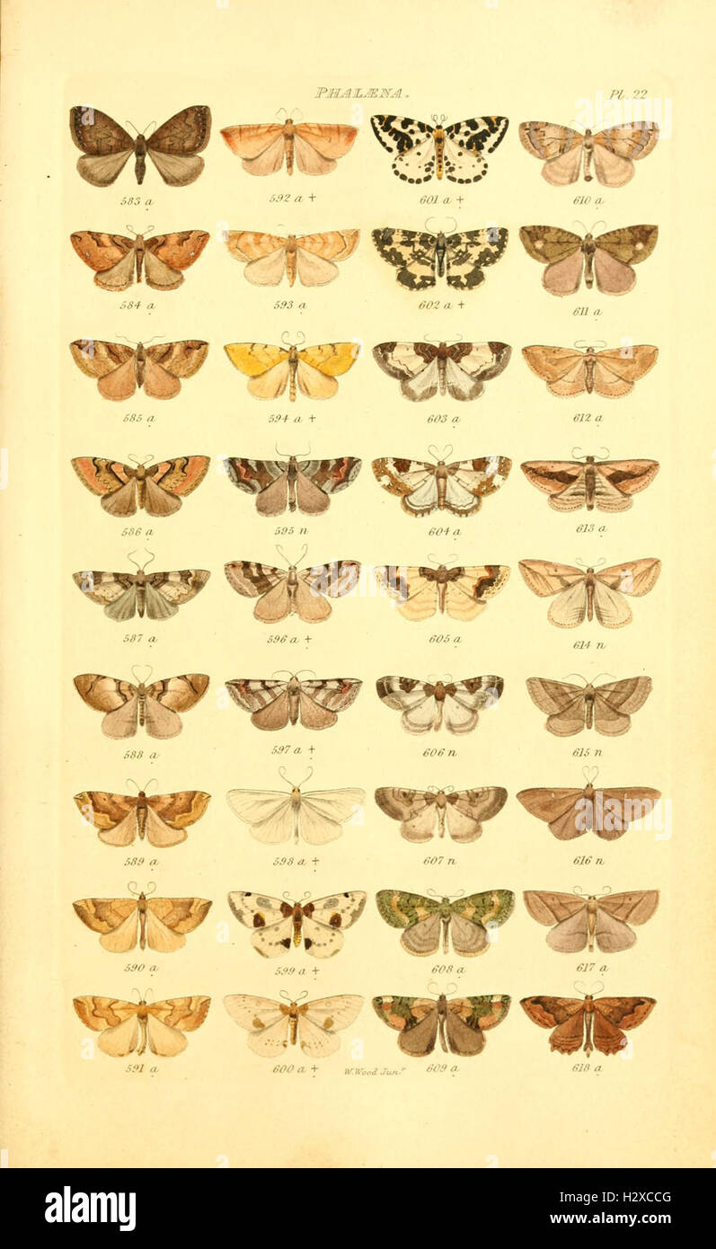 An illustrated catalogue of lepidopterous insects of Great Britain ...