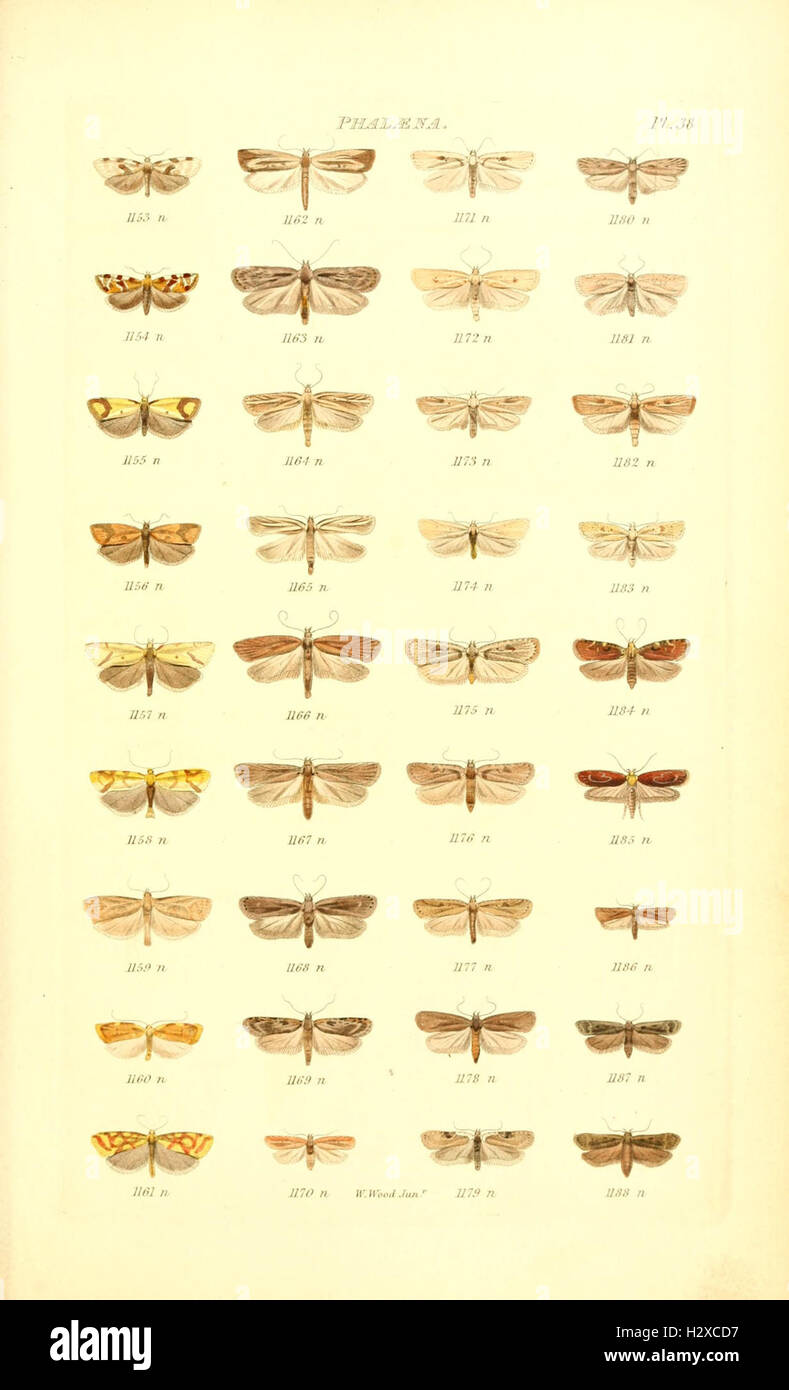 An illustrated catalogue of 1944 species of Lepidoptera in Great ...