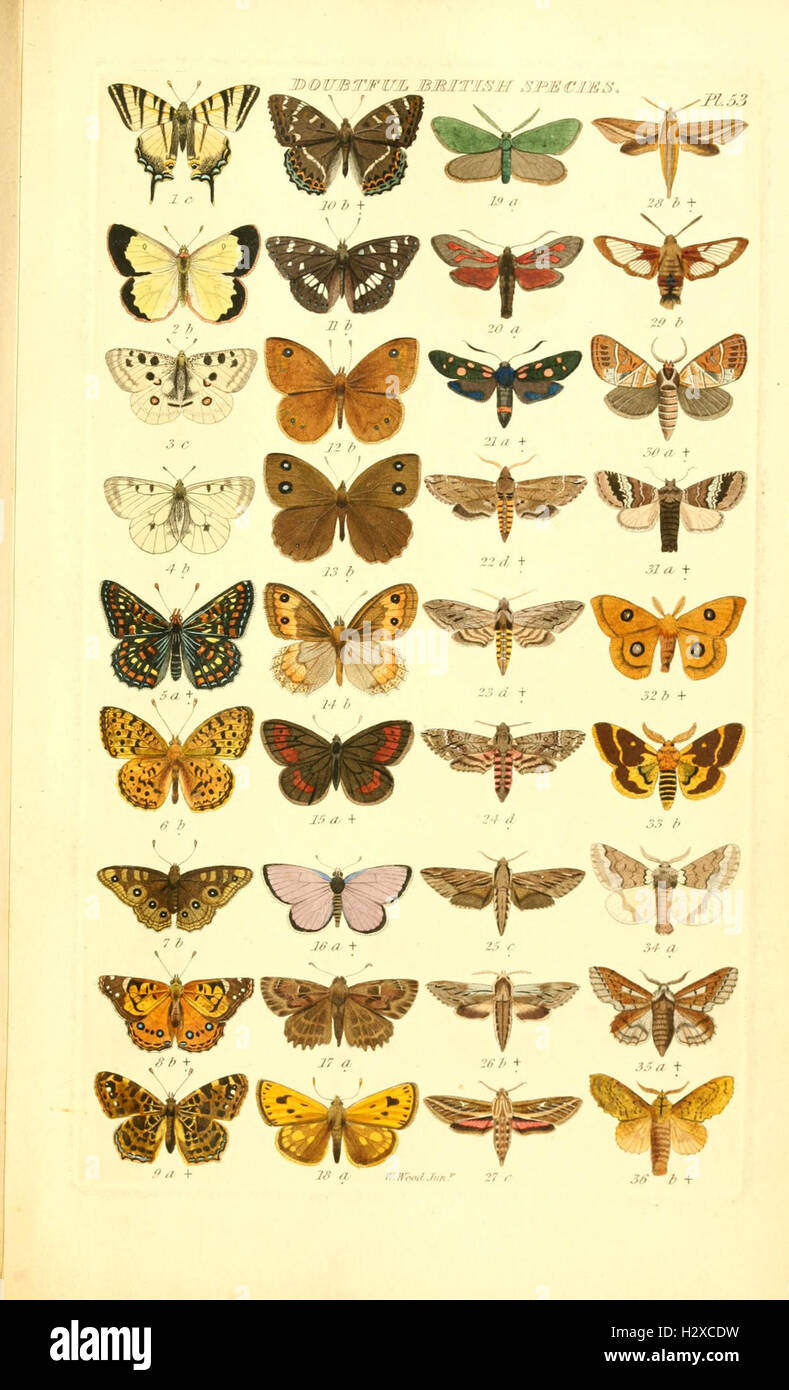 An illustrated catalogue detailing the lepidopterous insects of Great ...