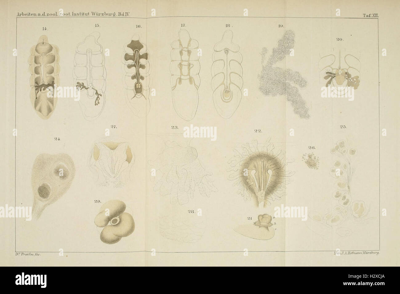 A collection of zoological and anatomical research from the Zoological ...