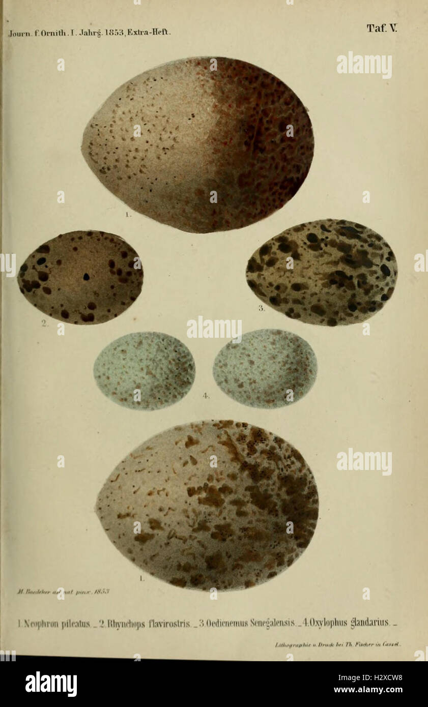 This journal focuses on ornithology, the study of birds, including ...