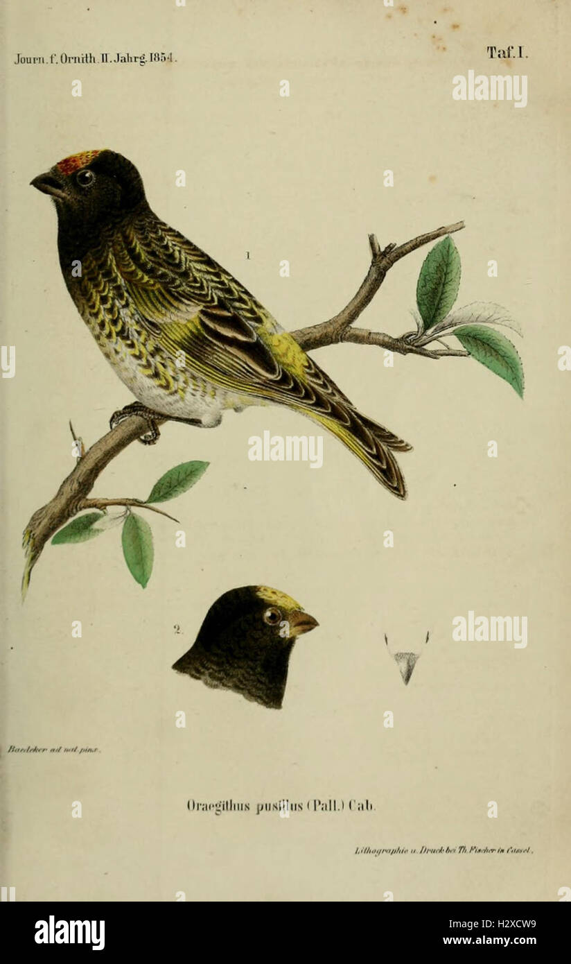 This volume of the 'Journal für Ornithologie' contains scholarly ...