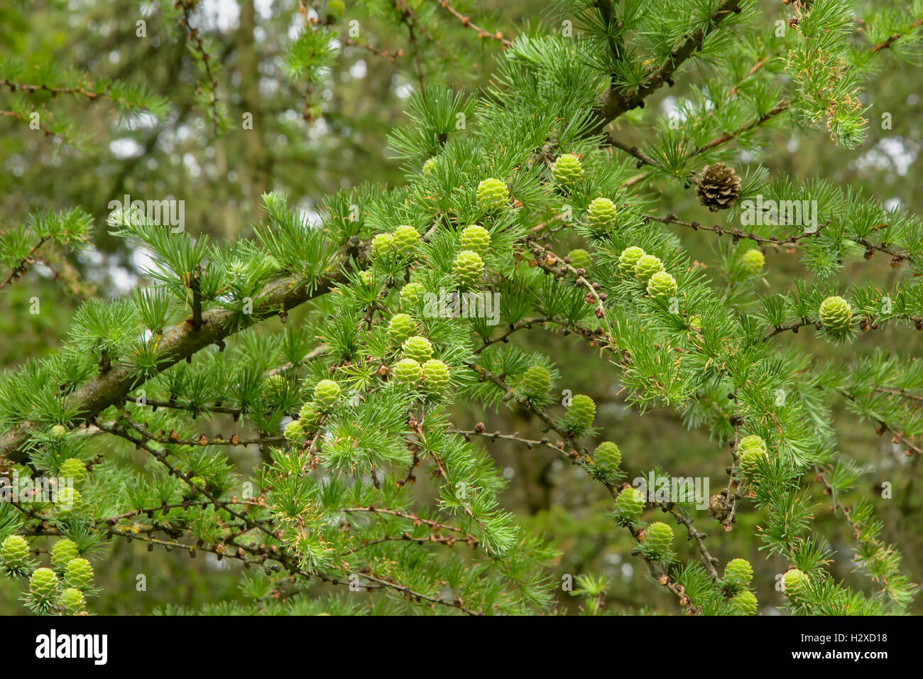 Young seed cones hi-res stock photography and images - Alamy
