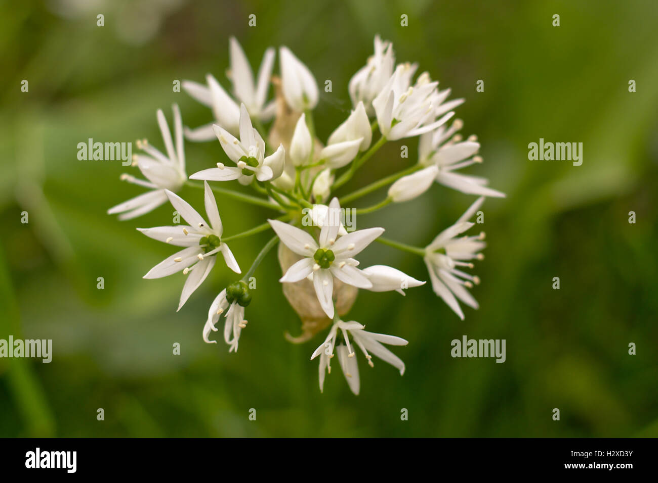 Wild garlic flowers (Allium ursinum Stock Photo - Alamy