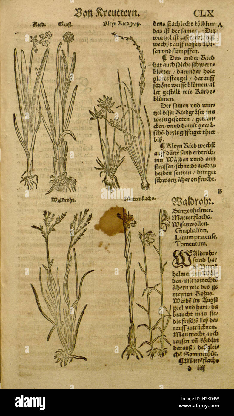 A comprehensive guide on the natural uses and benefits of herbs, trees ...