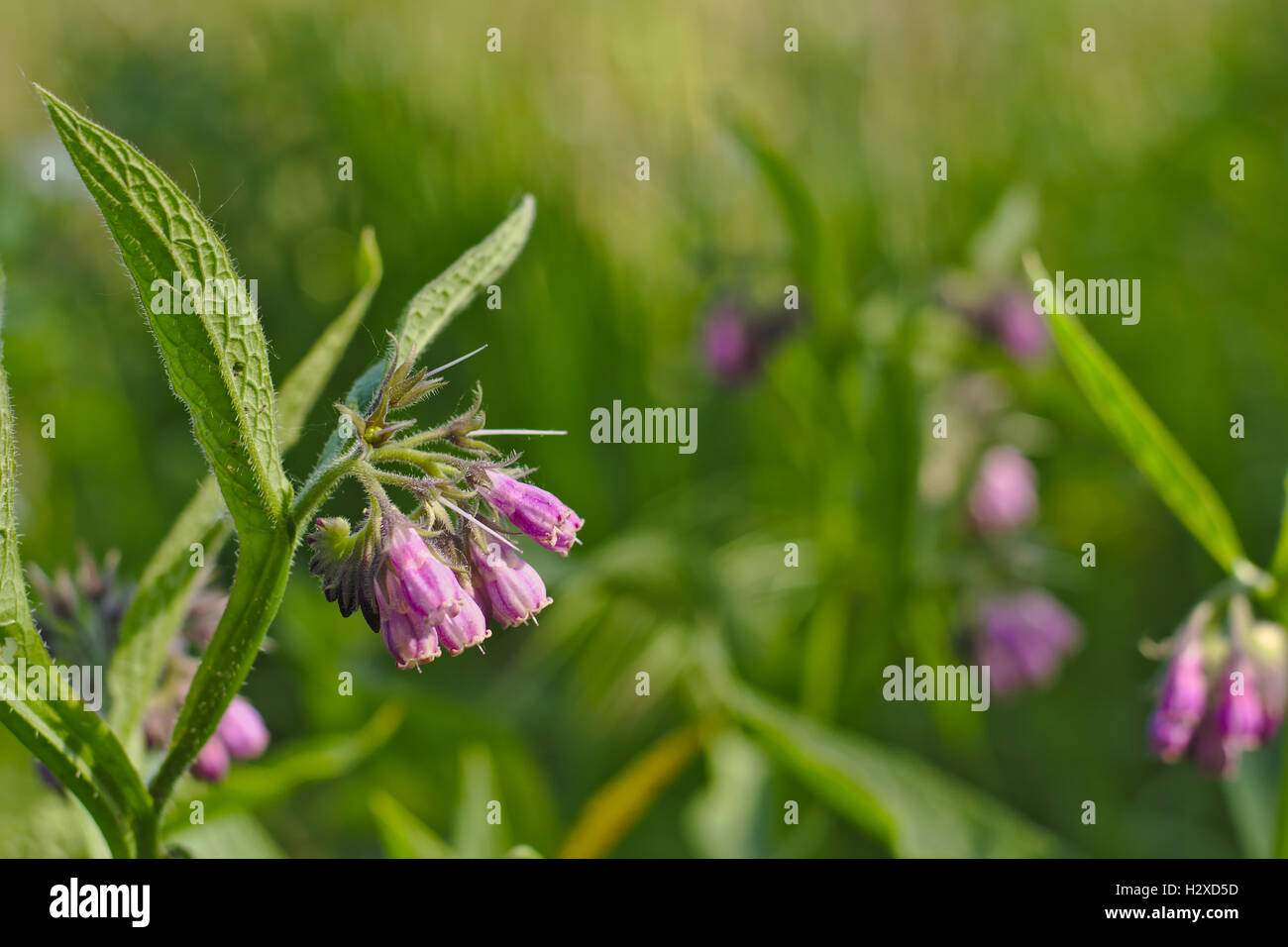 Comfrey fertilizer garden hi-res stock photography and images - Alamy