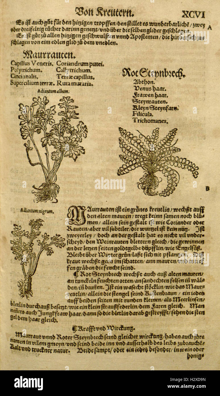 This herbal book discusses the natural uses and benefits of herbs ...