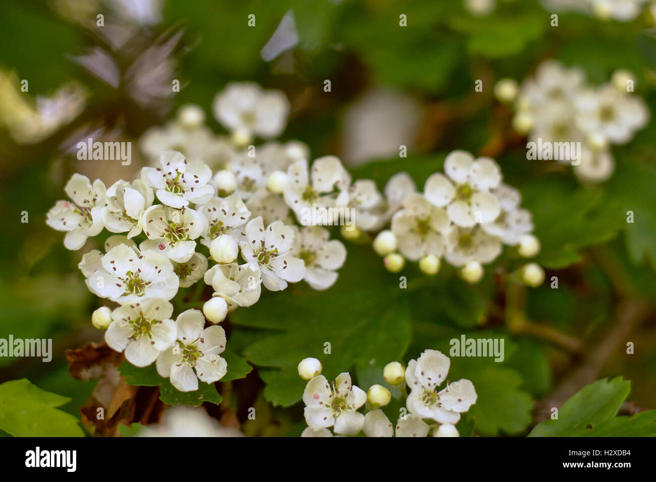 Meidoorn hi-res stock photography and images - Alamy