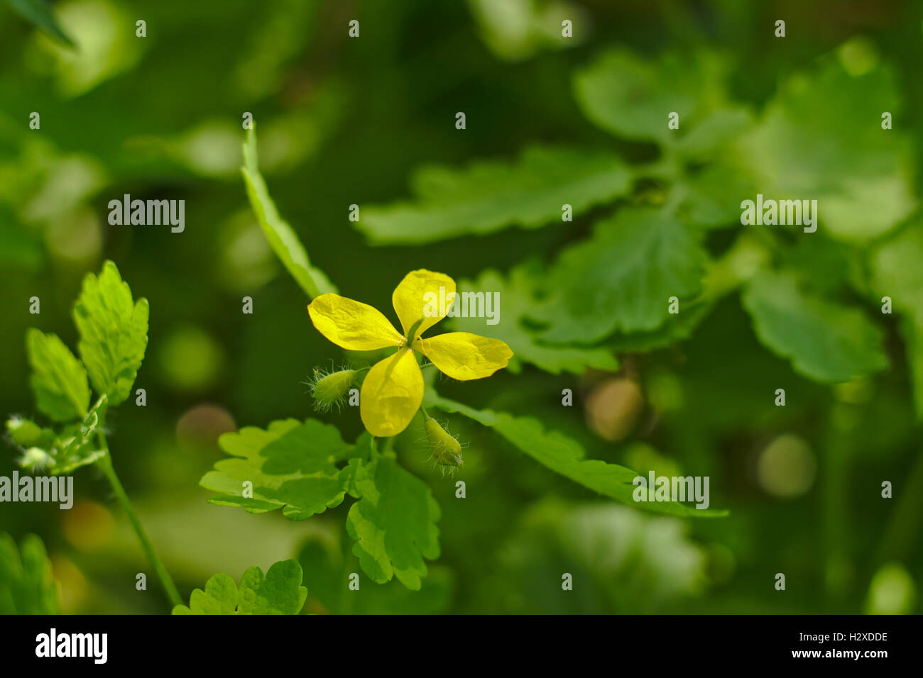 Greater celandine flowers hi-res stock photography and images - Alamy