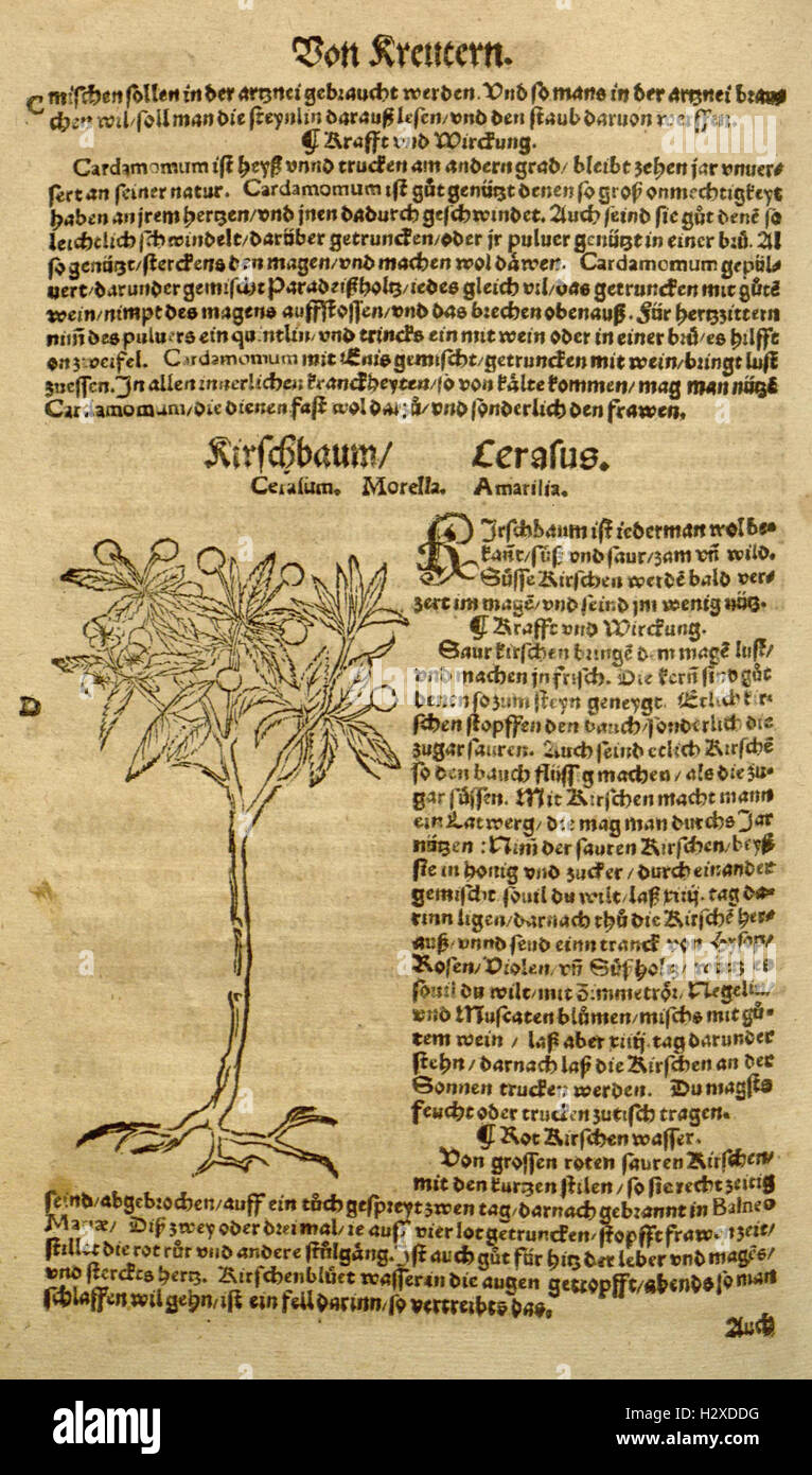 A botanical work detailing the uses and applications of herbs, trees ...