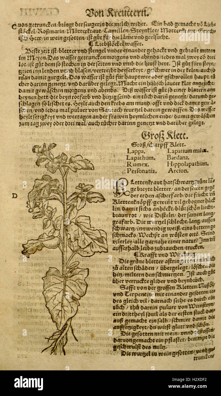 A botanical text by Dodonaeus detailing the medicinal uses of herbs ...