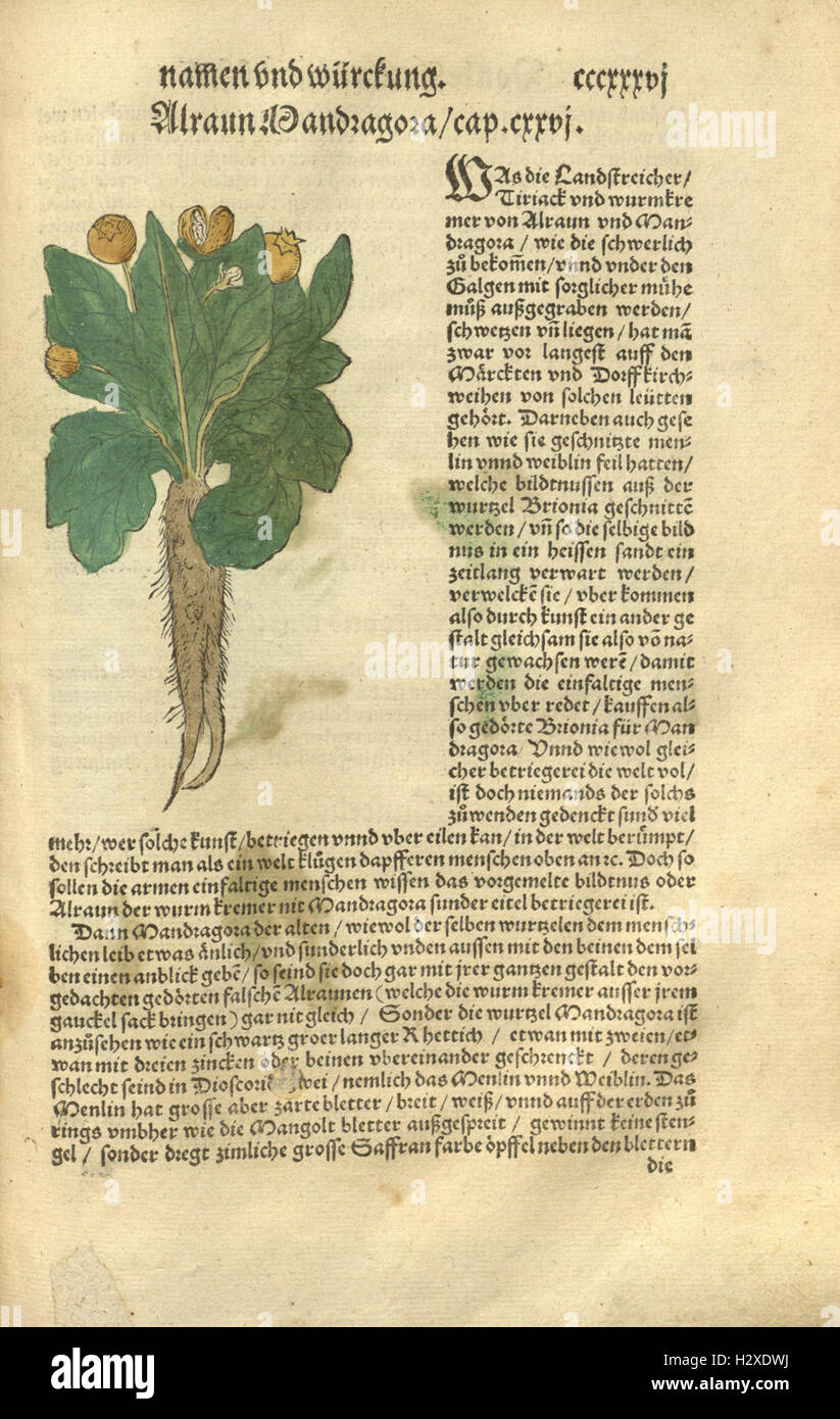 A historical botanical text describing the differences, effects, and ...