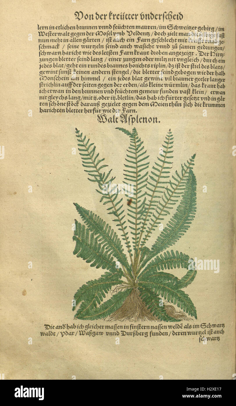 A German botanical book detailing the properties, effects, and names of ...