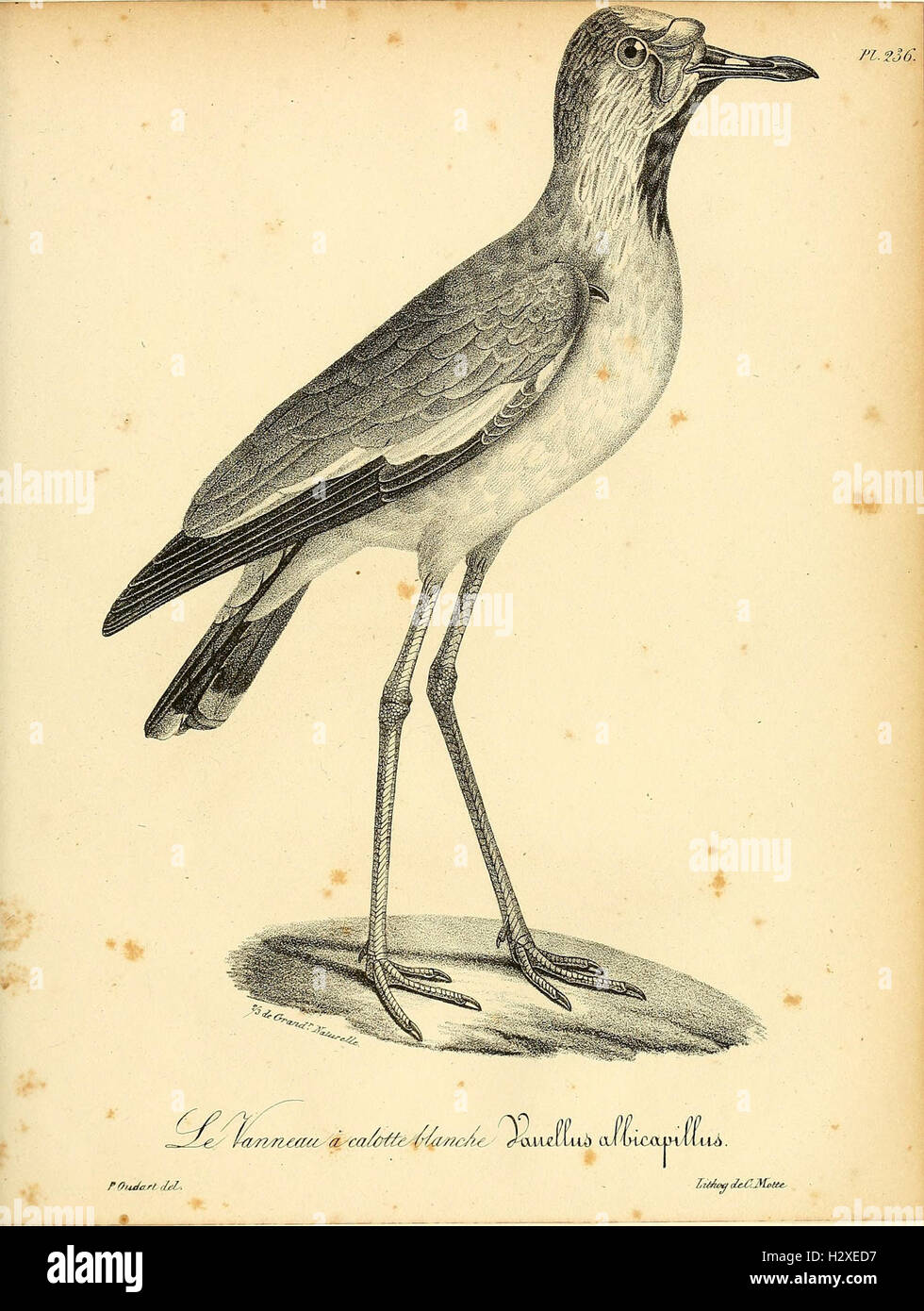 This page features a detailed bird illustration, showcasing various ...