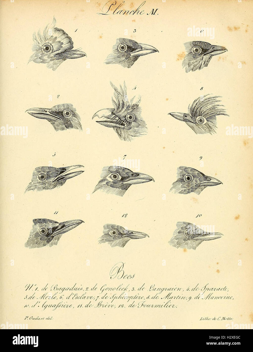 This gallery of birds features detailed illustrations and descriptions ...