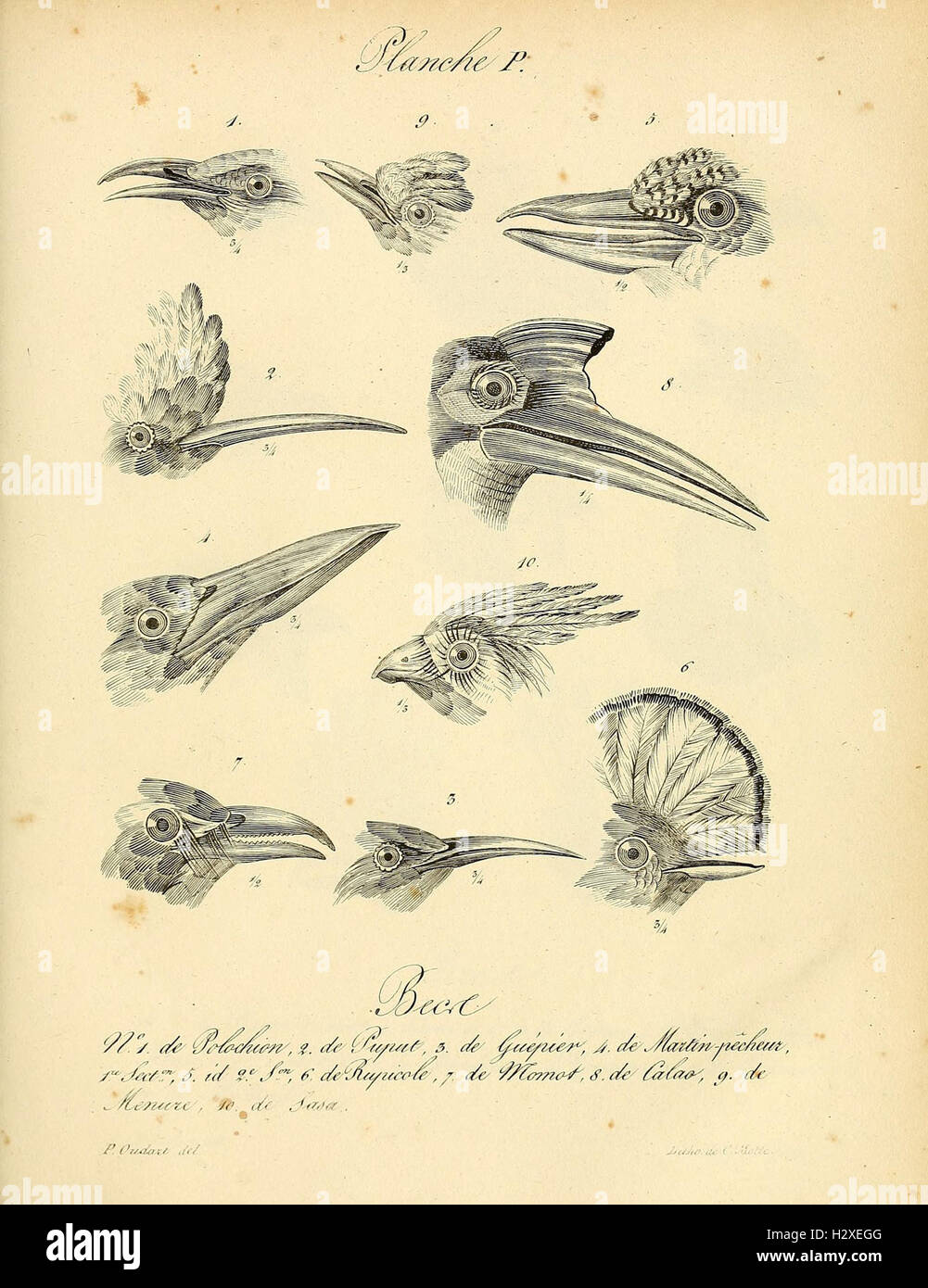 This French work features a gallery of bird species, showcasing ...