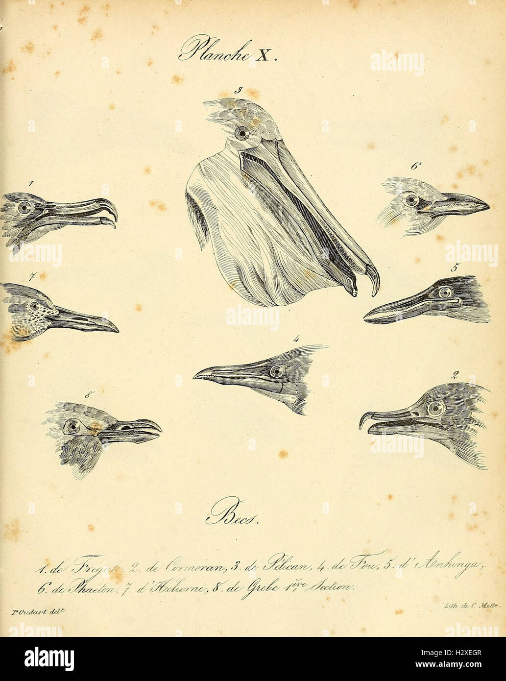 This illustrated work features depictions of various bird species ...