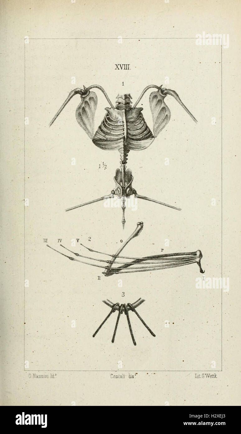 This letter, translated from French, discusses the theory of evolution ...