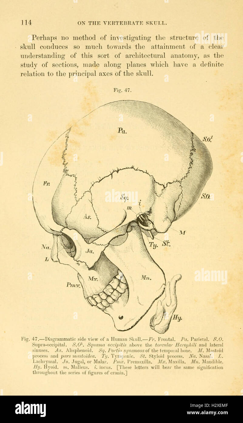 A Set Of Lectures On Comparative Anatomy Exploring The Similarities And Differences Between