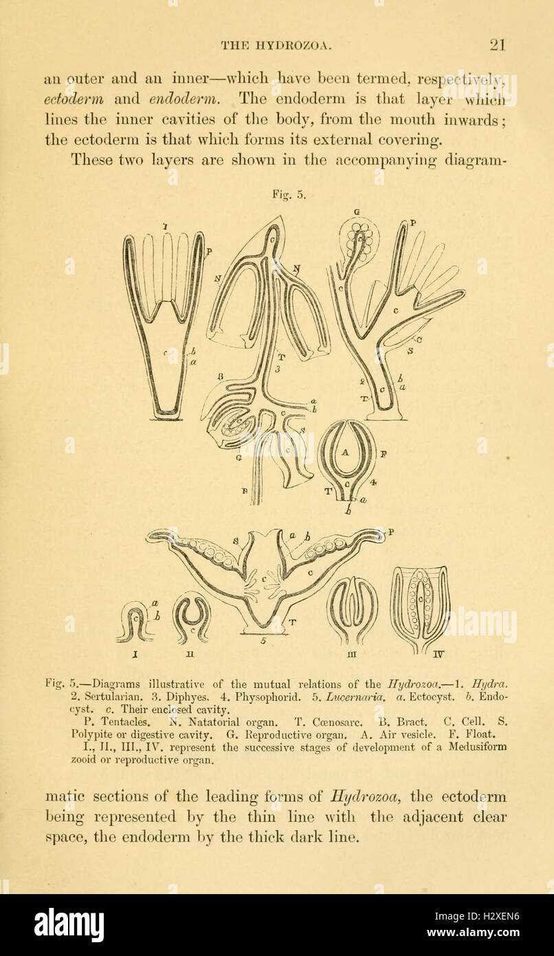 An educational resource detailing the elements of comparative anatomy ...