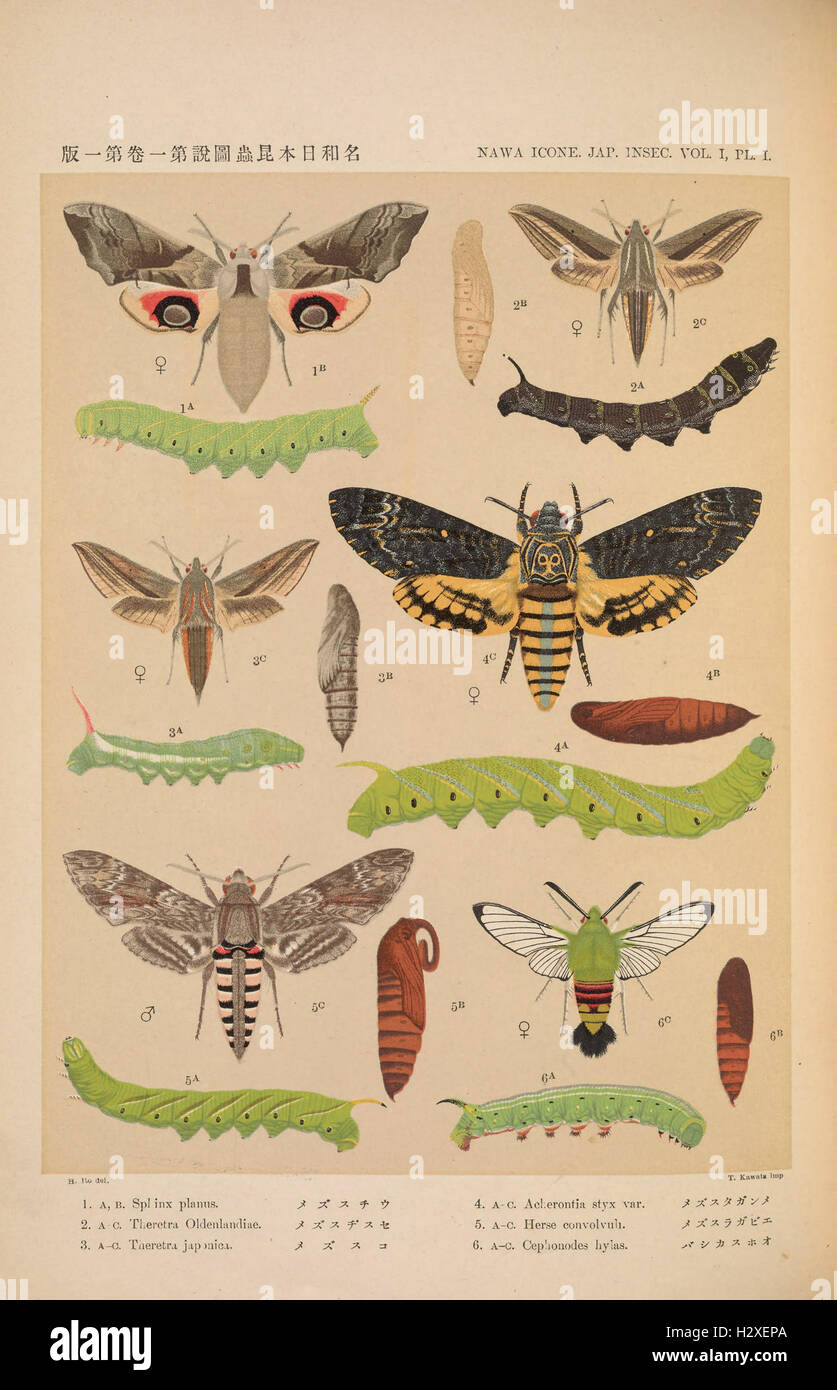 A detailed study of the Sphingidae family of Lepidoptera, featuring ...
