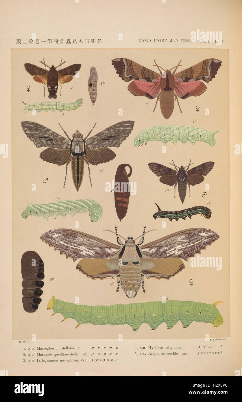 Lepidoptera, Sphingidae (NAWA ICONE. JAP. INSEC. V, PL. II) BHL386 ...
