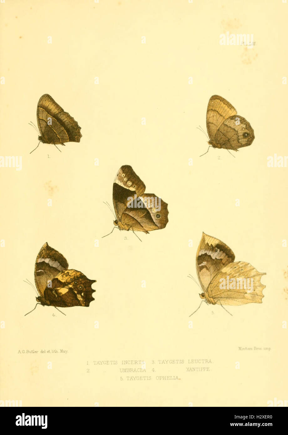 A work detailing the exotic species of Lepidoptera (butterflies and ...