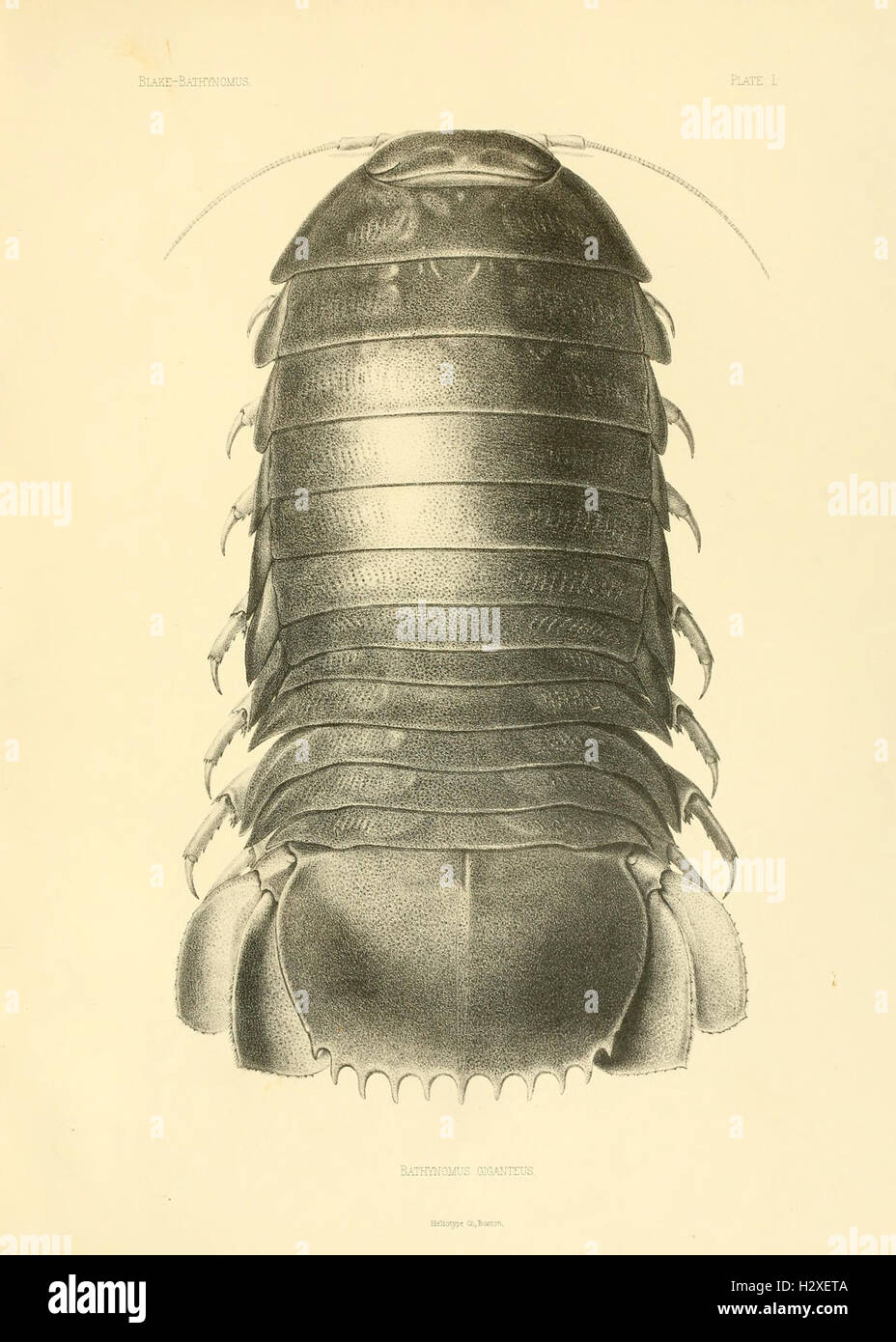 This plate illustrates bathynomes, a genus of deep-sea crustaceans ...