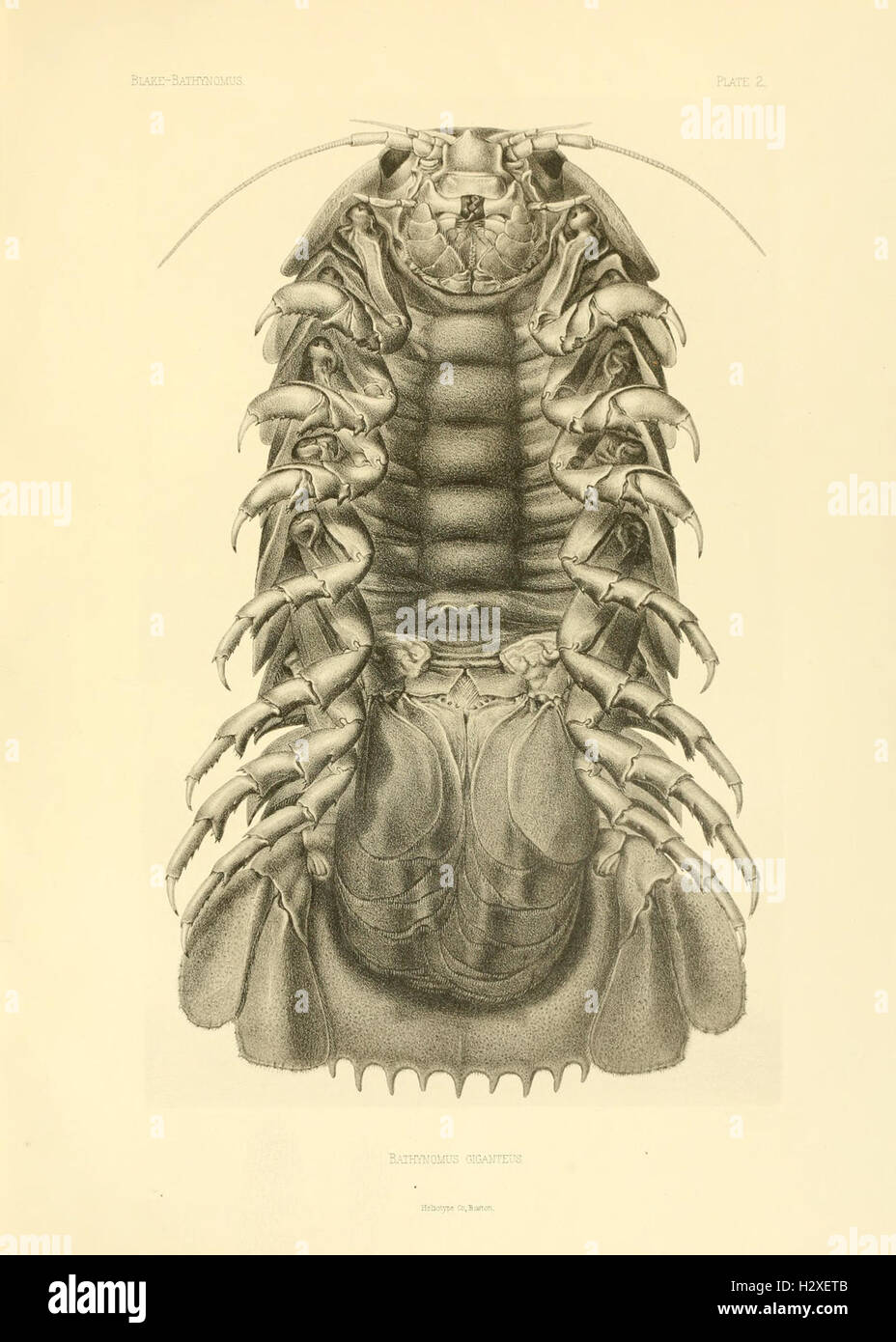 An illustration depicting bathynomes, a group of deep-sea crustaceans ...