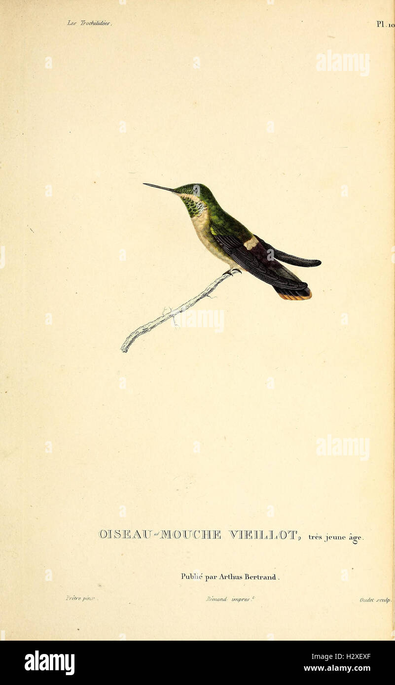 A study of the Trochilidae family (hummingbirds), detailing species ...