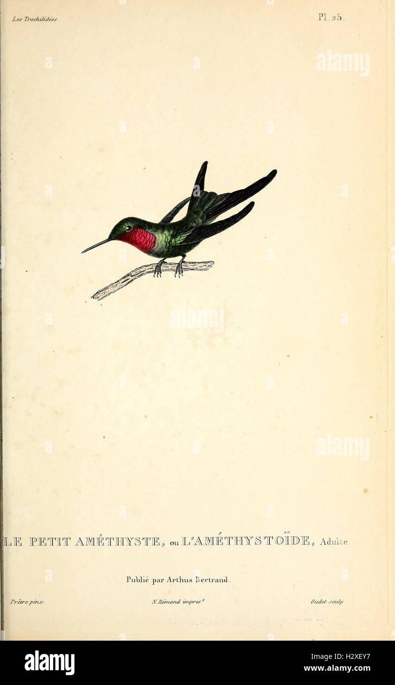 This plate illustrates various species of hummingbirds from the family ...