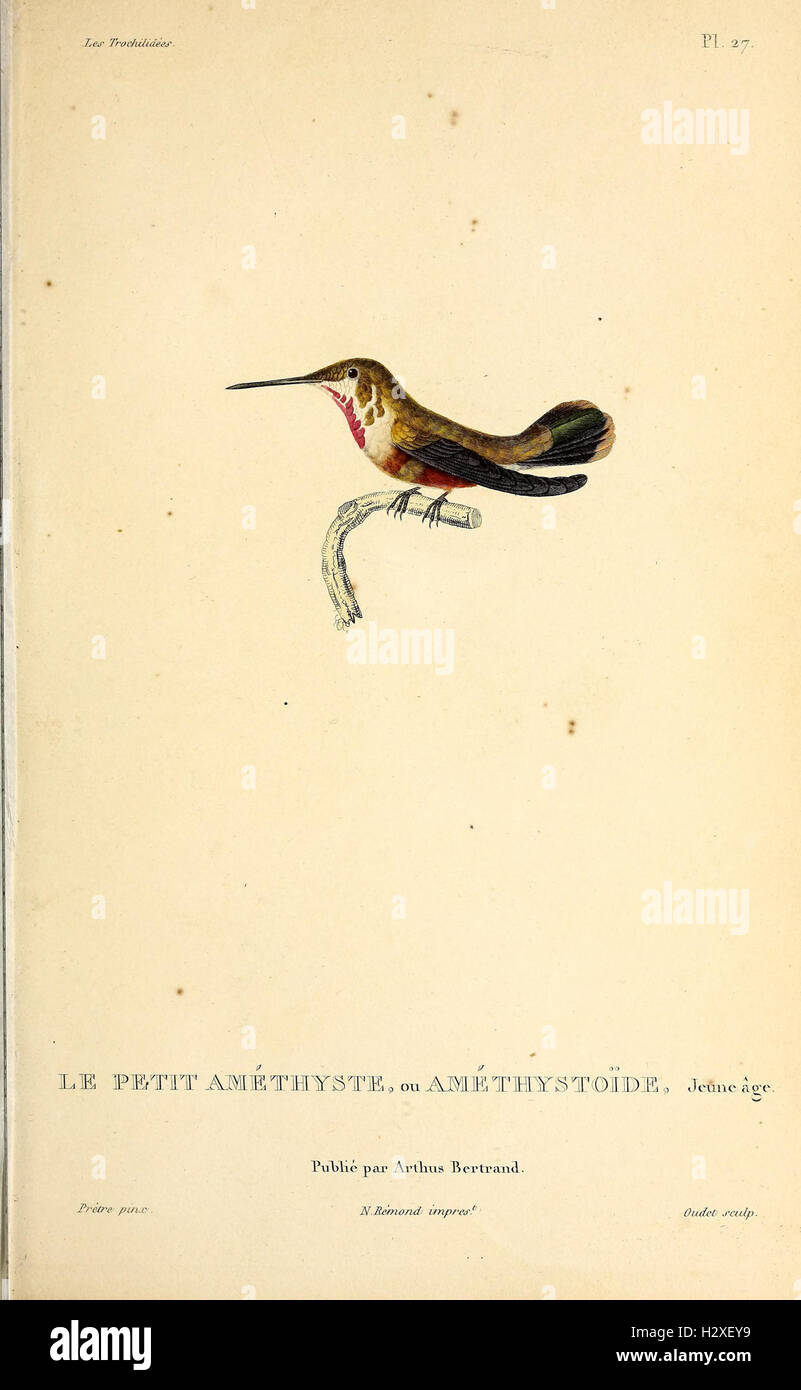 An illustrated work detailing species of hummingbirds (family ...