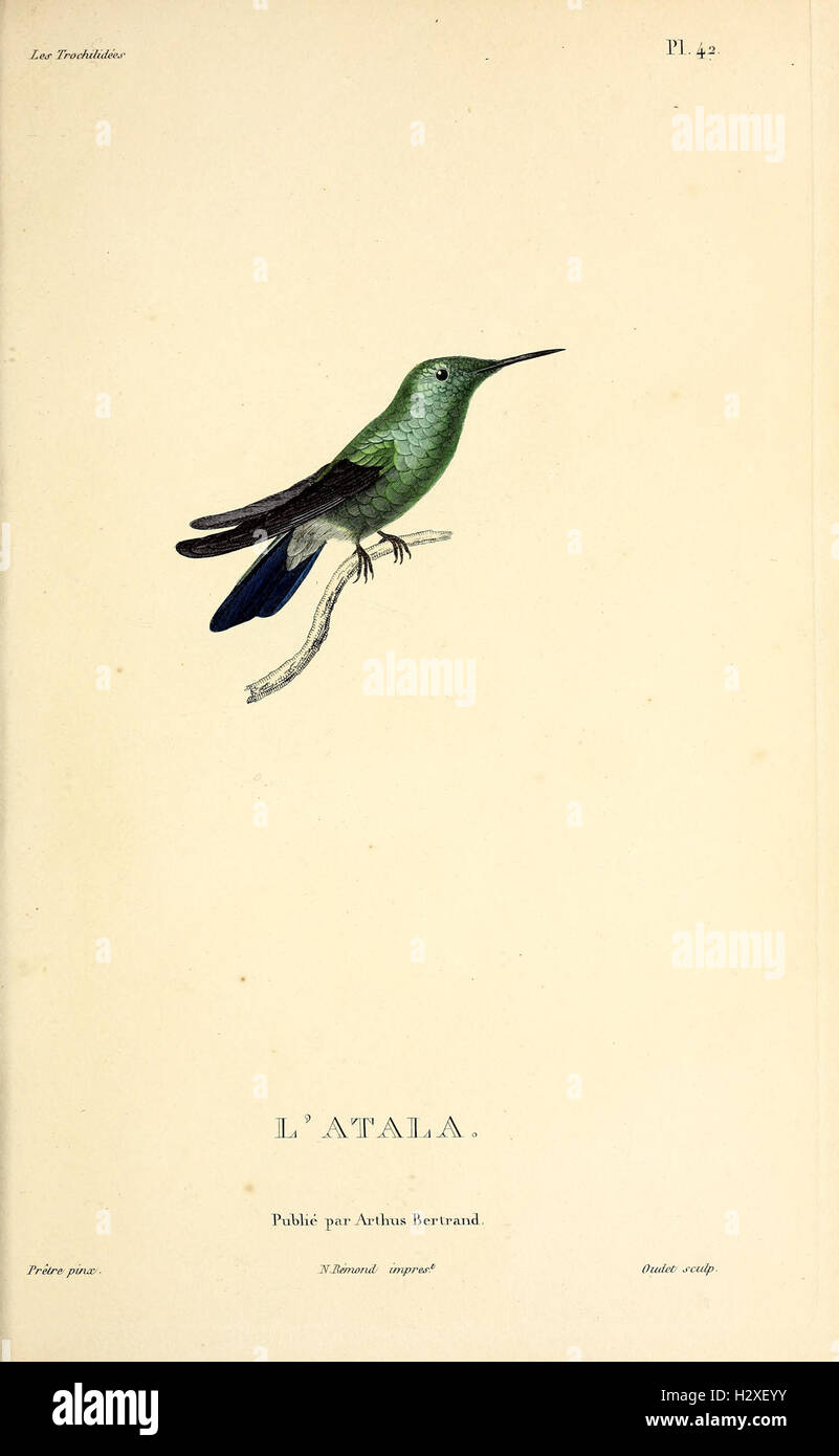 This work provides a detailed look at the family of hummingbirds ...