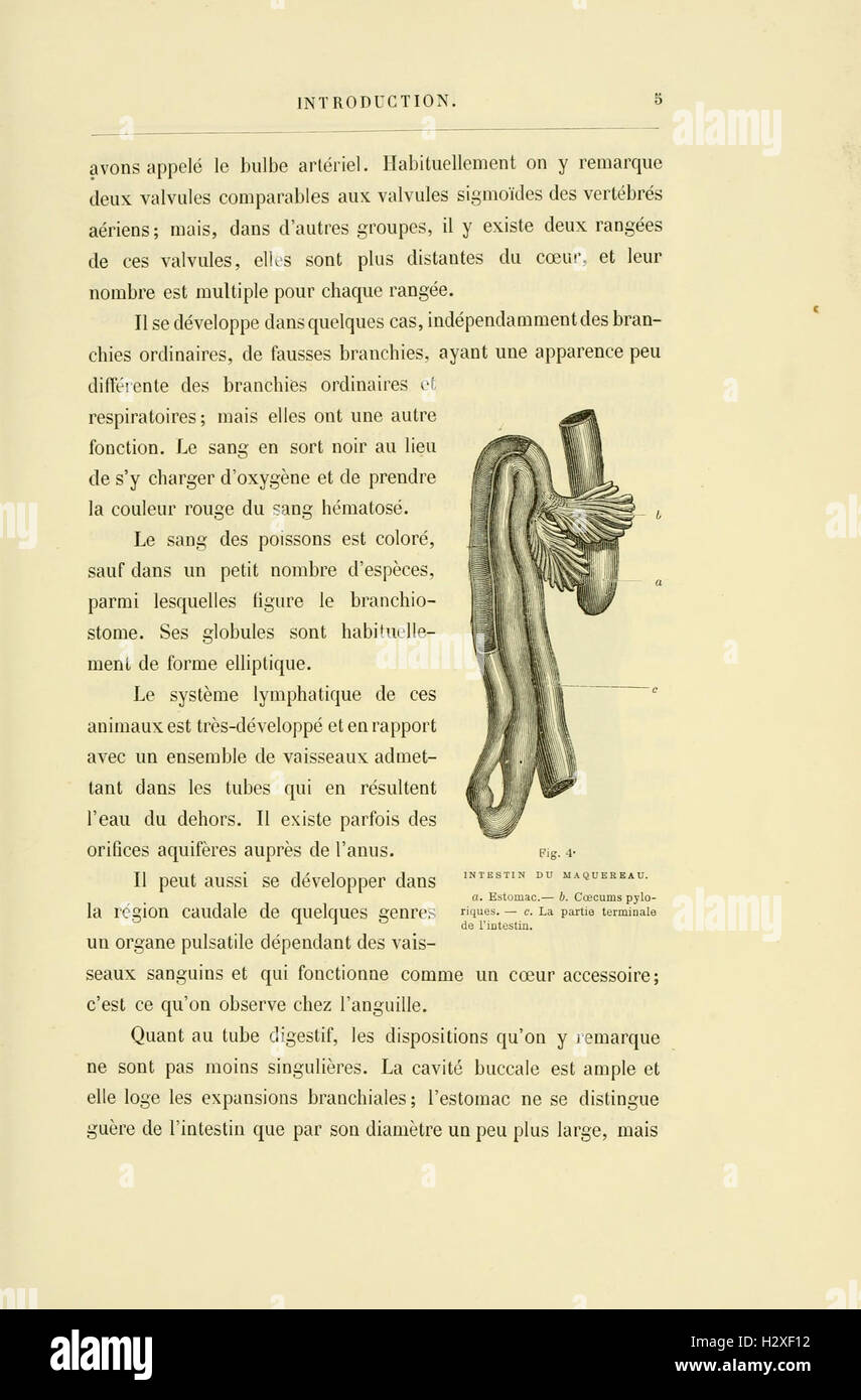 Detailed study of various anatomical features of organisms hi-res stock ...