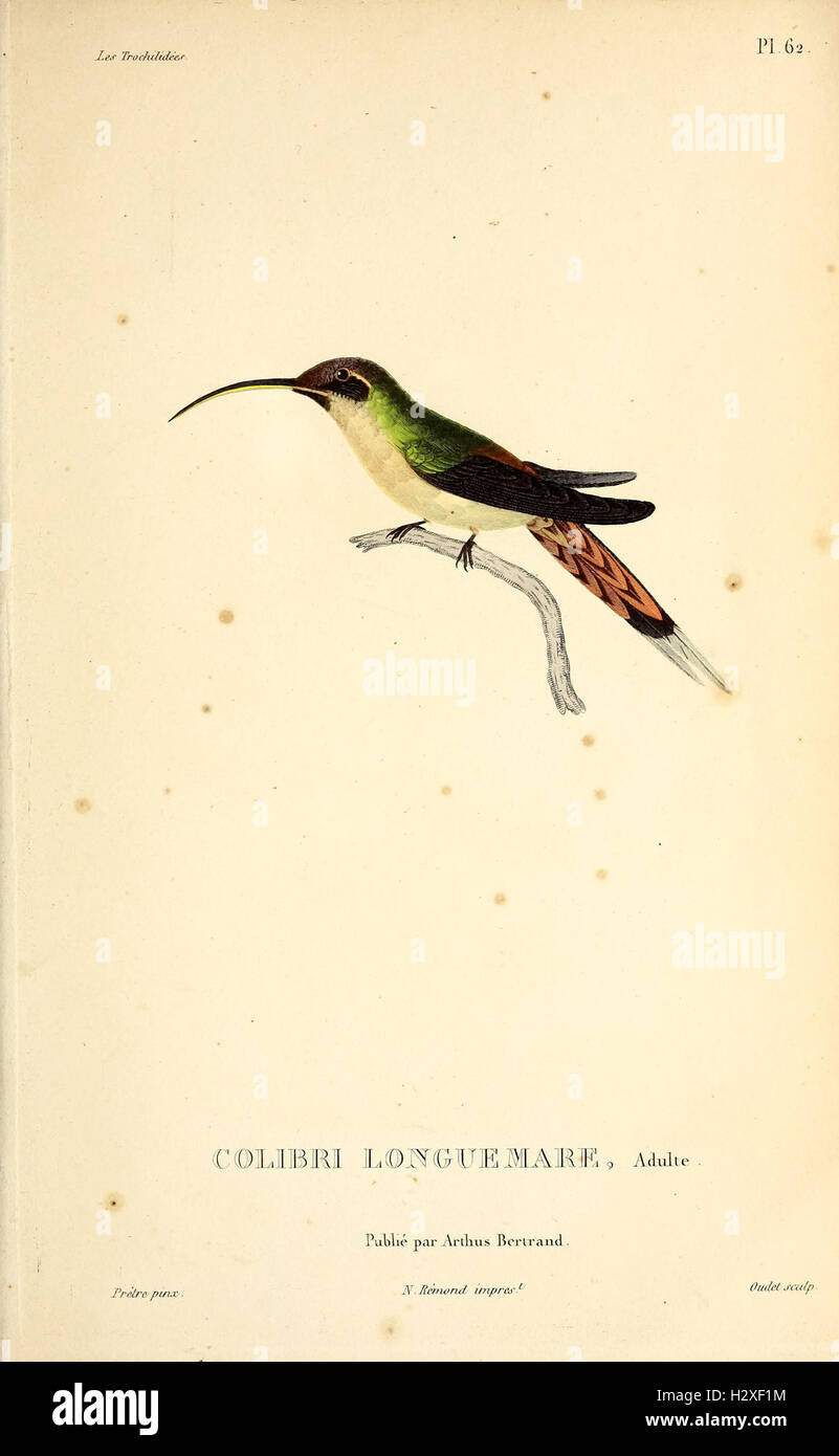 A detailed illustration of trochilid species, showcasing their ...