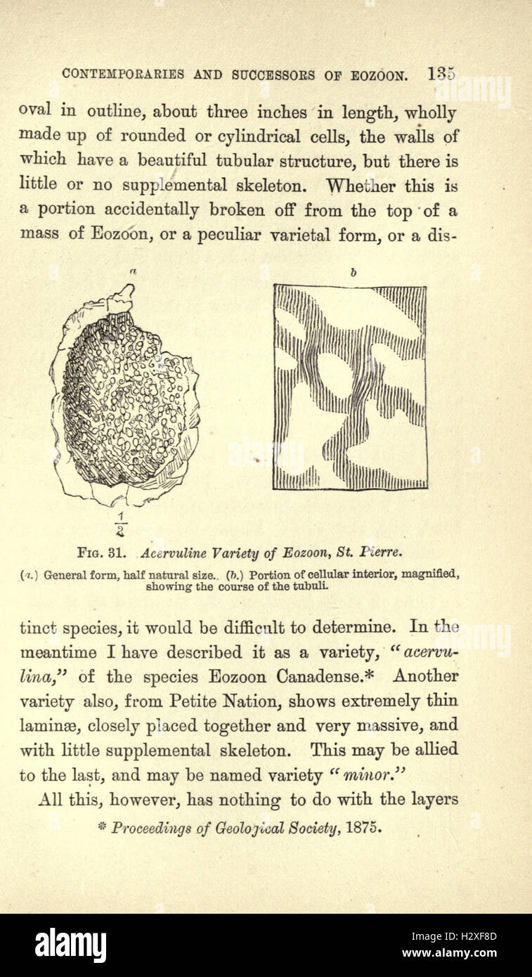 An exploration of early life forms on Earth, detailing the origins and ...