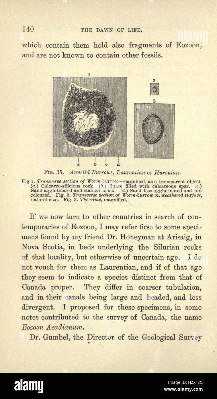This work examines the early stages of life on Earth, focusing on the ...